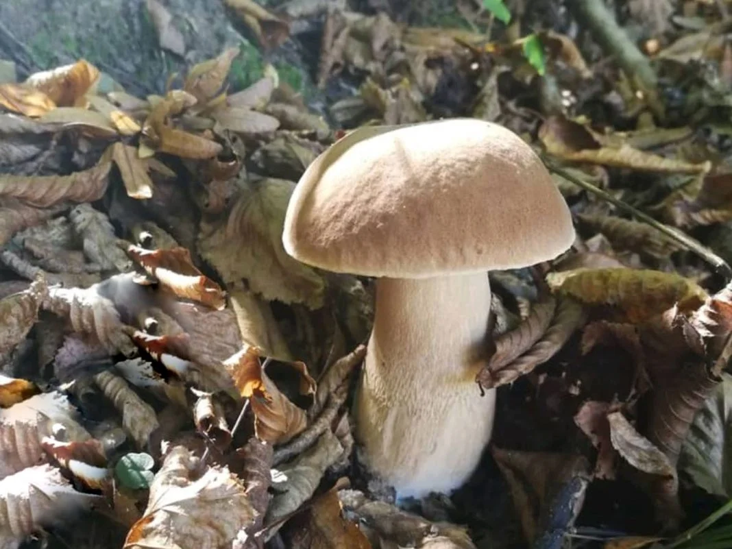 Do kdaj in kje v Sloveniji rastejo najboljše užitne gobe? | 1001ideja.si